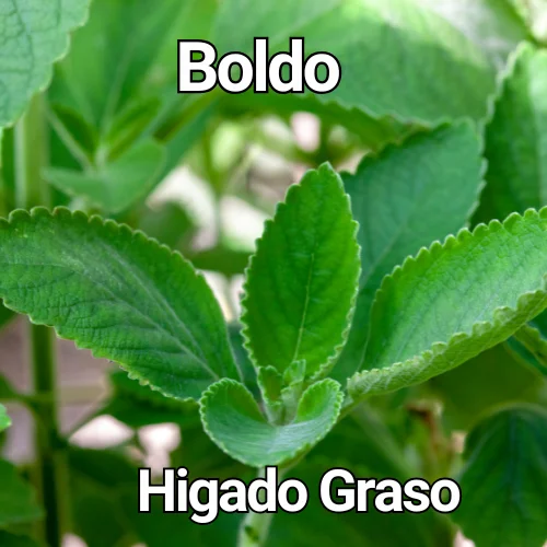 Libros Hierbas Medicinales – Guía Online para una Vida Saludable